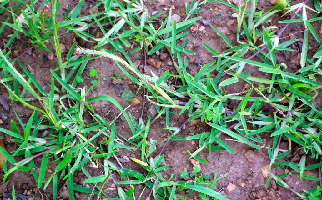 Relva | Relva em tapete | Escalracho | Relva em sementeira | Sograma ...