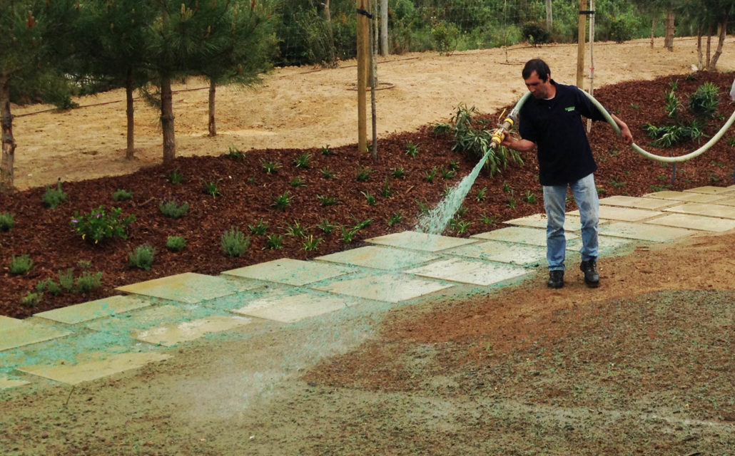 Relva | Relva em tapete | Escalracho | Relva em sementeira | Sograma ...