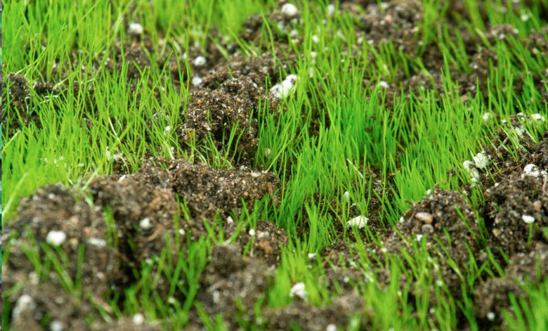 Relva | Relva em tapete | Escalracho | Relva em sementeira | Sograma ...