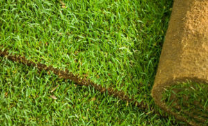 Relva | Relva em tapete | Escalracho | Relva em sementeira | Sograma ...